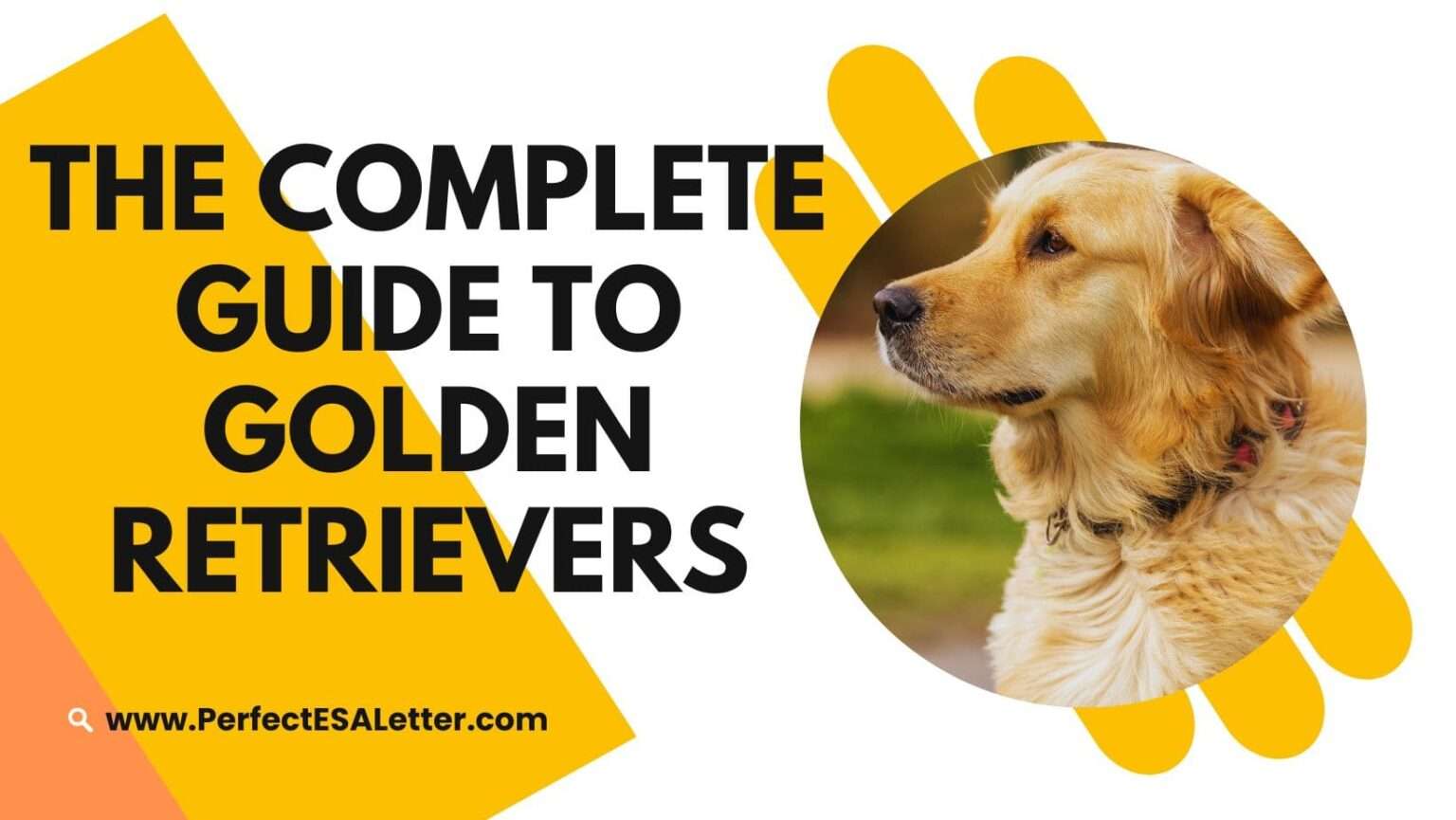 The Complete Guide to Golden Retriever - Perfect ESA Letter