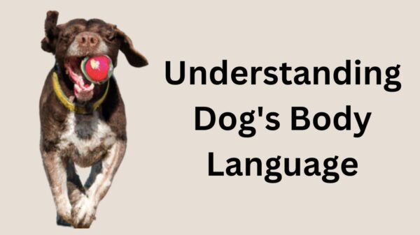 Understanding Dog Body Language | A Comprehensive Guide - Perfect ESA ...