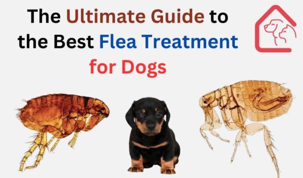The Definitive Guide to Optimal Flea Treatment for Dogs - Perfect ESA ...