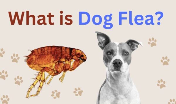 What is Dog Flea | Understanding Dog Flea Problems - Perfect ESA Letter